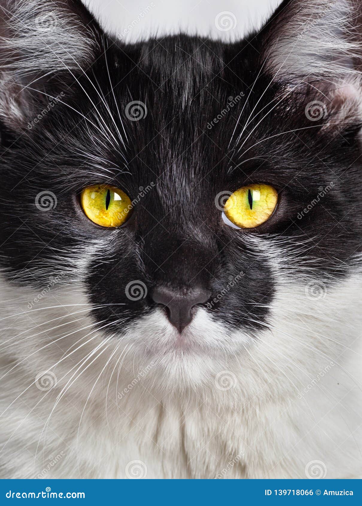 Cat closeup. front view stock photo. Image of white - 139718066