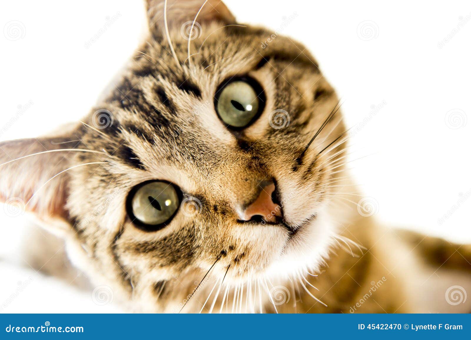 Cat stock photo. Image of playful, cute, headshot, pussycat - 45422470
