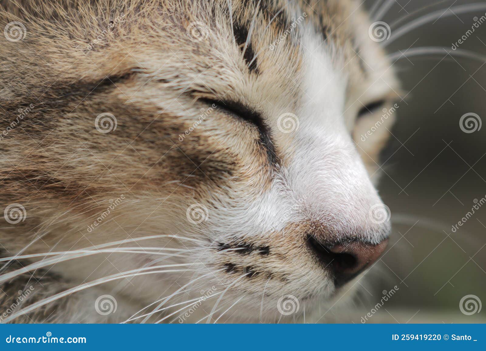Cat is closing its eyes stock photo. Image of whiskers - 259419220
