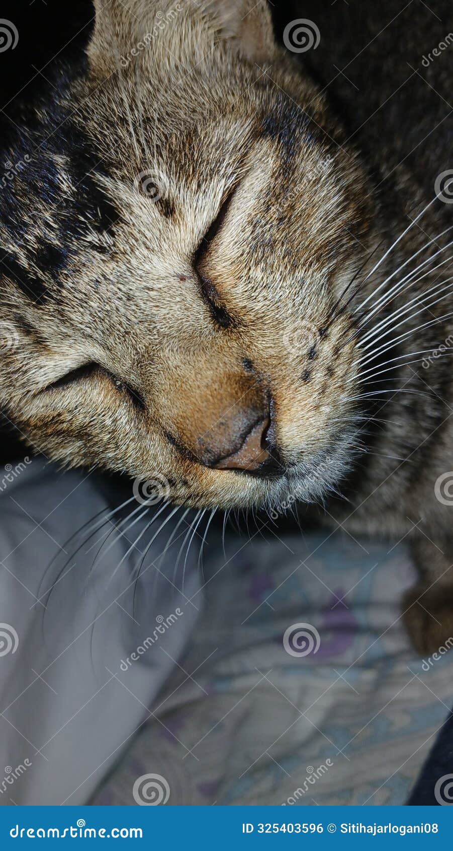 The Cat is Closing Its Eyes? Stock Photo - Image of eyes, eyesthe ...