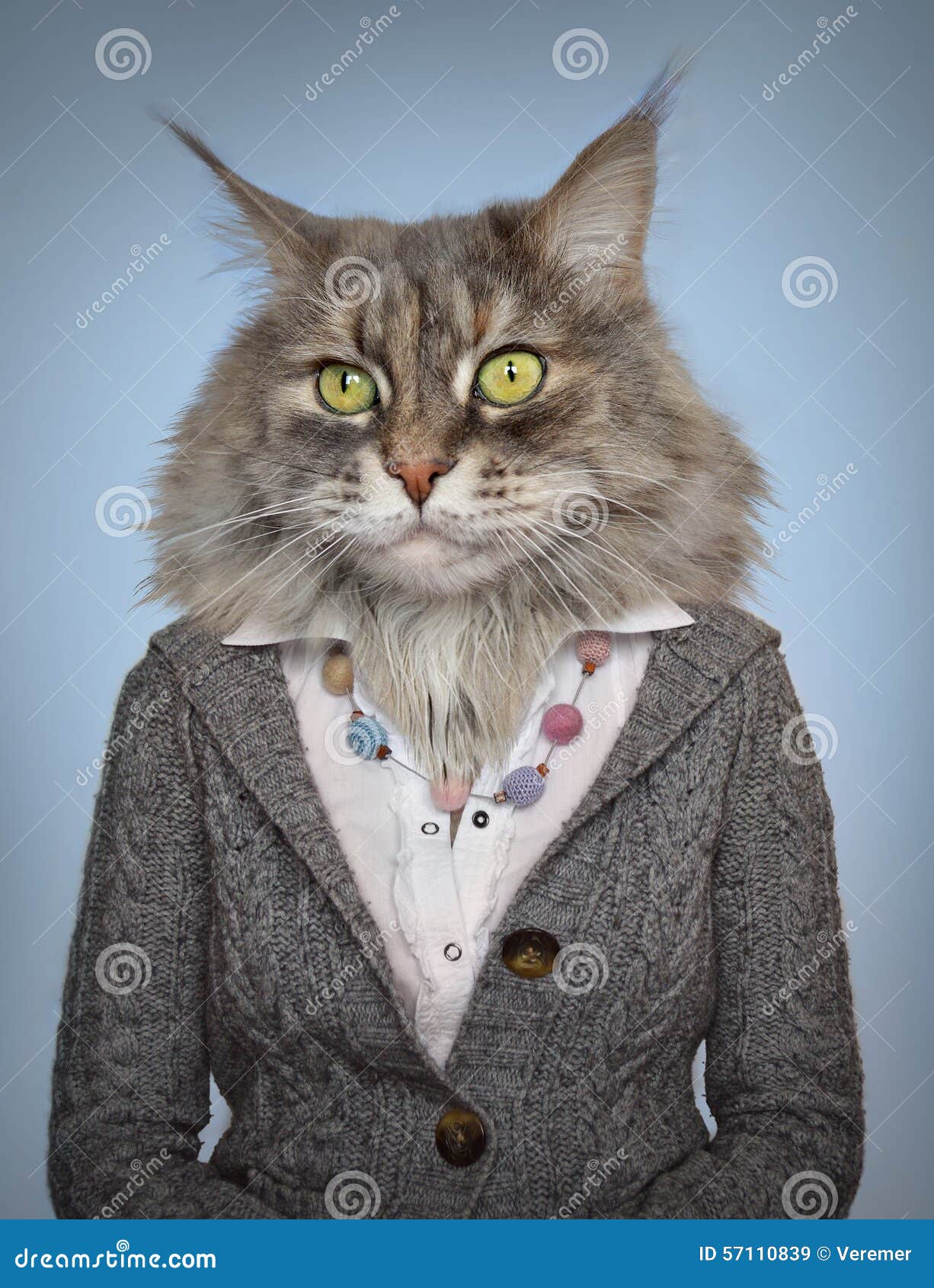 408 Cat Human Clothes Stock Photos - Free & Royalty-Free Stock Photos ...