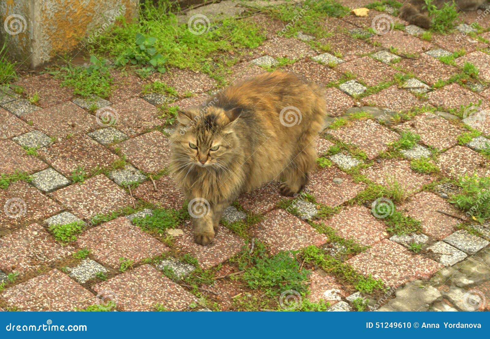 Cat on cobblestone stock photo. Image of persian, animals - 51249610
