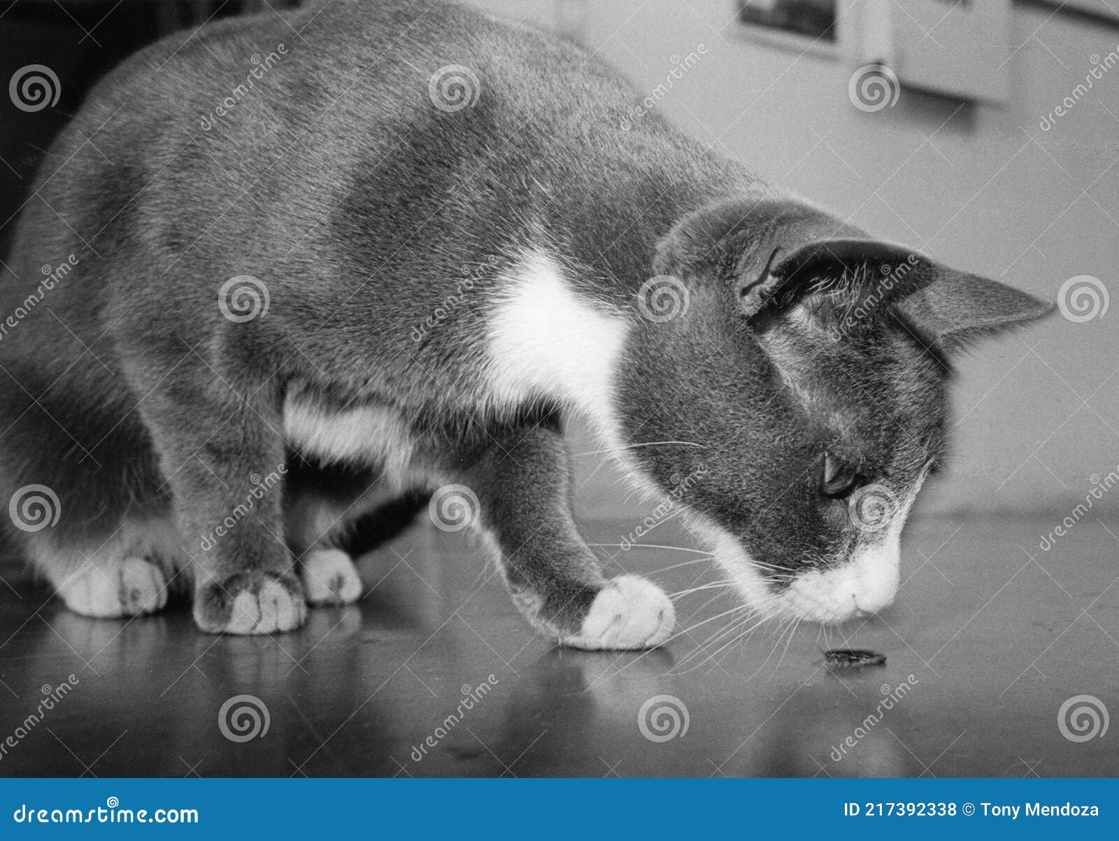 Cat and Cockroach, Cat Scaring Cockroach Stock Photo - Image of pets ...