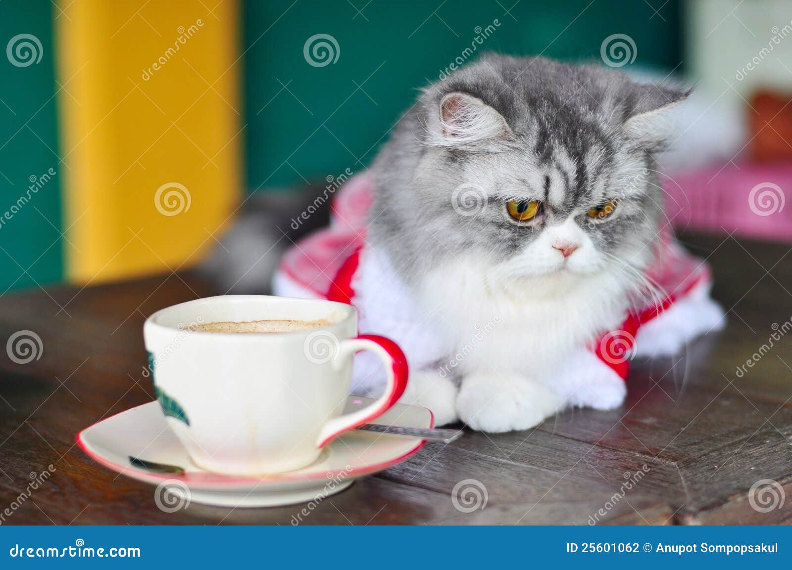 The cat and the coffee stock photo. Image of animal, tomcat - 25601062