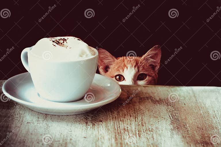 Cat & Coffee stock image. Image of food, color, background - 37552919