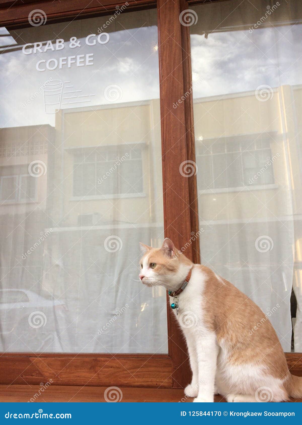 Cat at coffee cafe stock photo. Image of town, cafe - 125844170