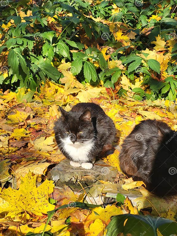 Cat in the Cold Air of Autumn Stock Photo - Image of leafs, nature ...