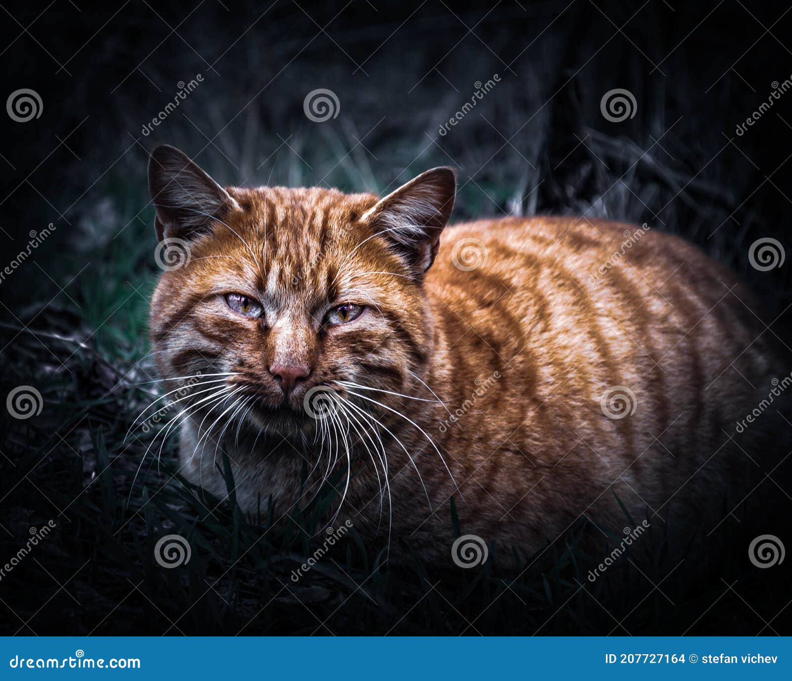 Cat in the cold forest.. stock photo. Image of sweet - 207727164