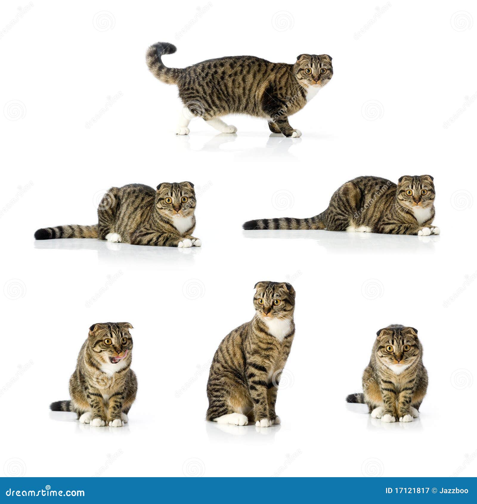 Cat collection stock image. Image of cute, front, domesticated - 17121817
