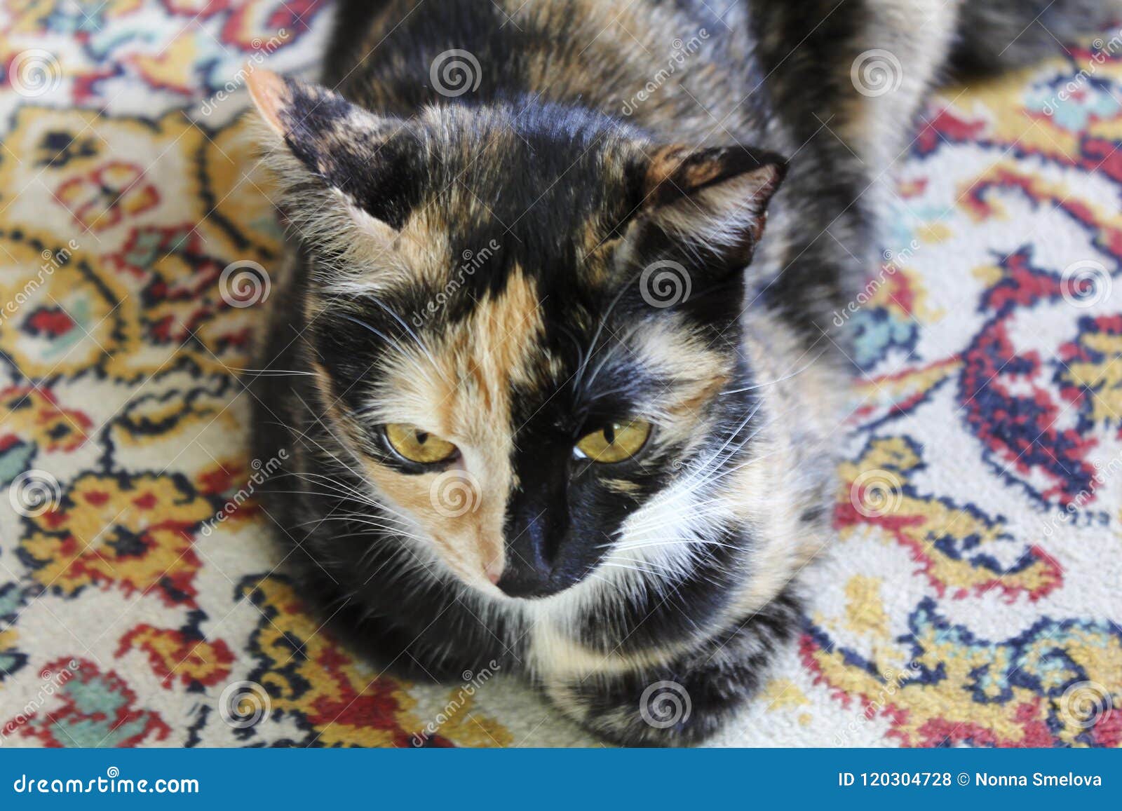 The sitting cat stock photo. Image of mottled, animal - 120304728