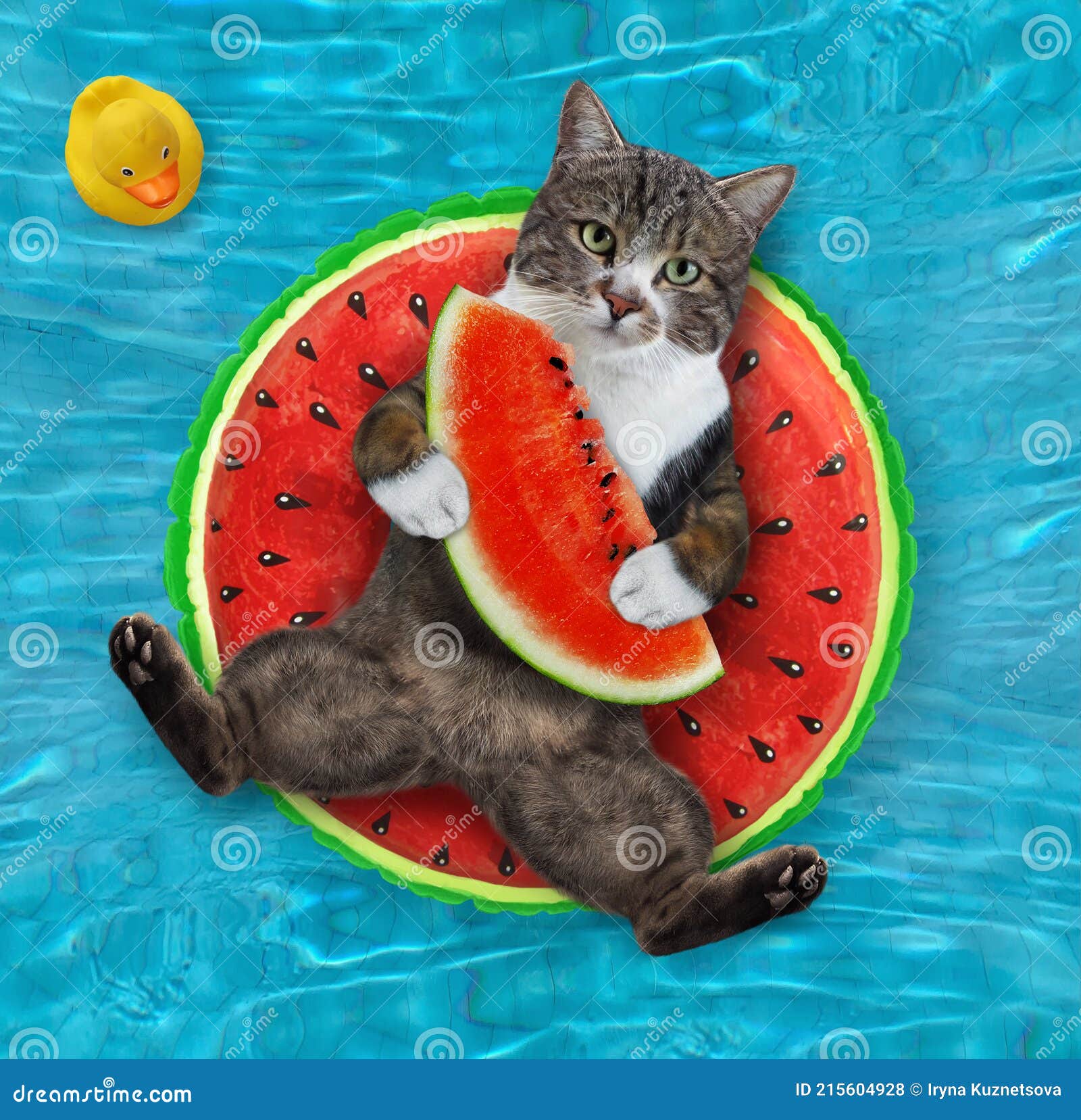 Cat Colored in Pool on Watermelon Ring Stock Photo - Image of ...