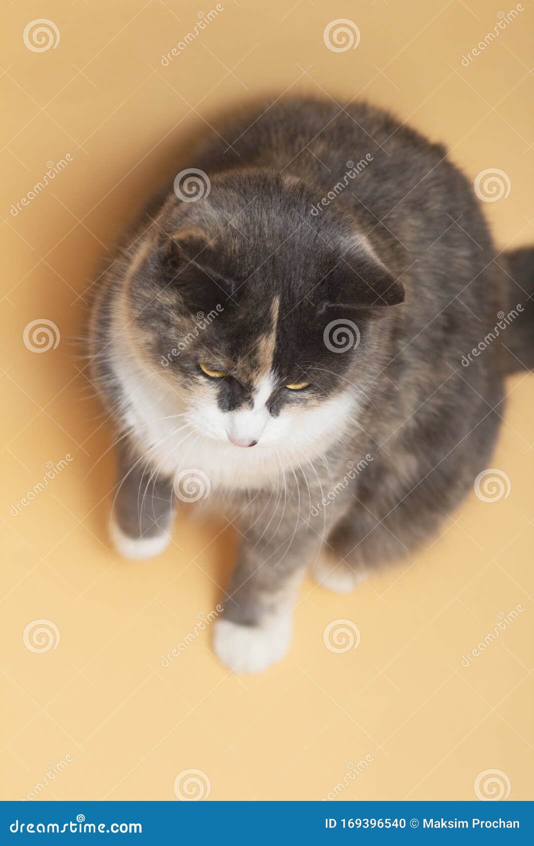 Cat on Colored Studio Background, Top View Stock Photo - Image of ...