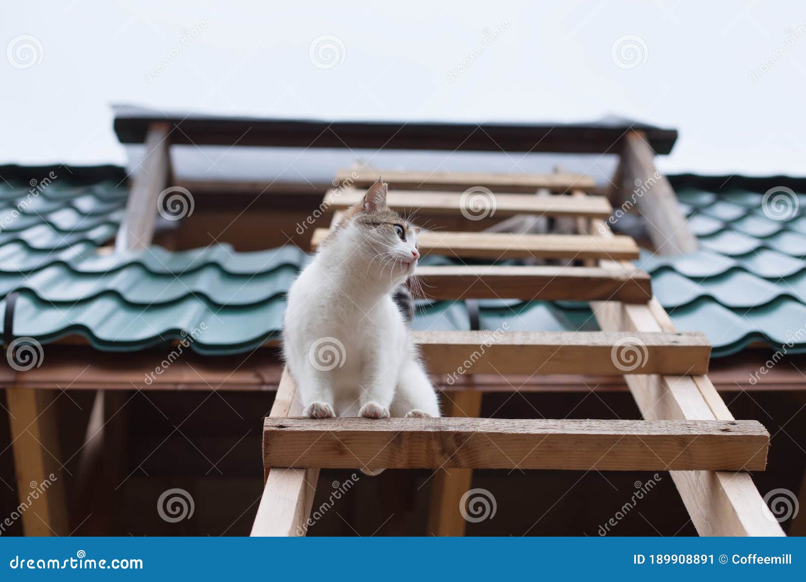 Cat Comes Down from the Roof Stock Image - Image of animal, view: 189908891
