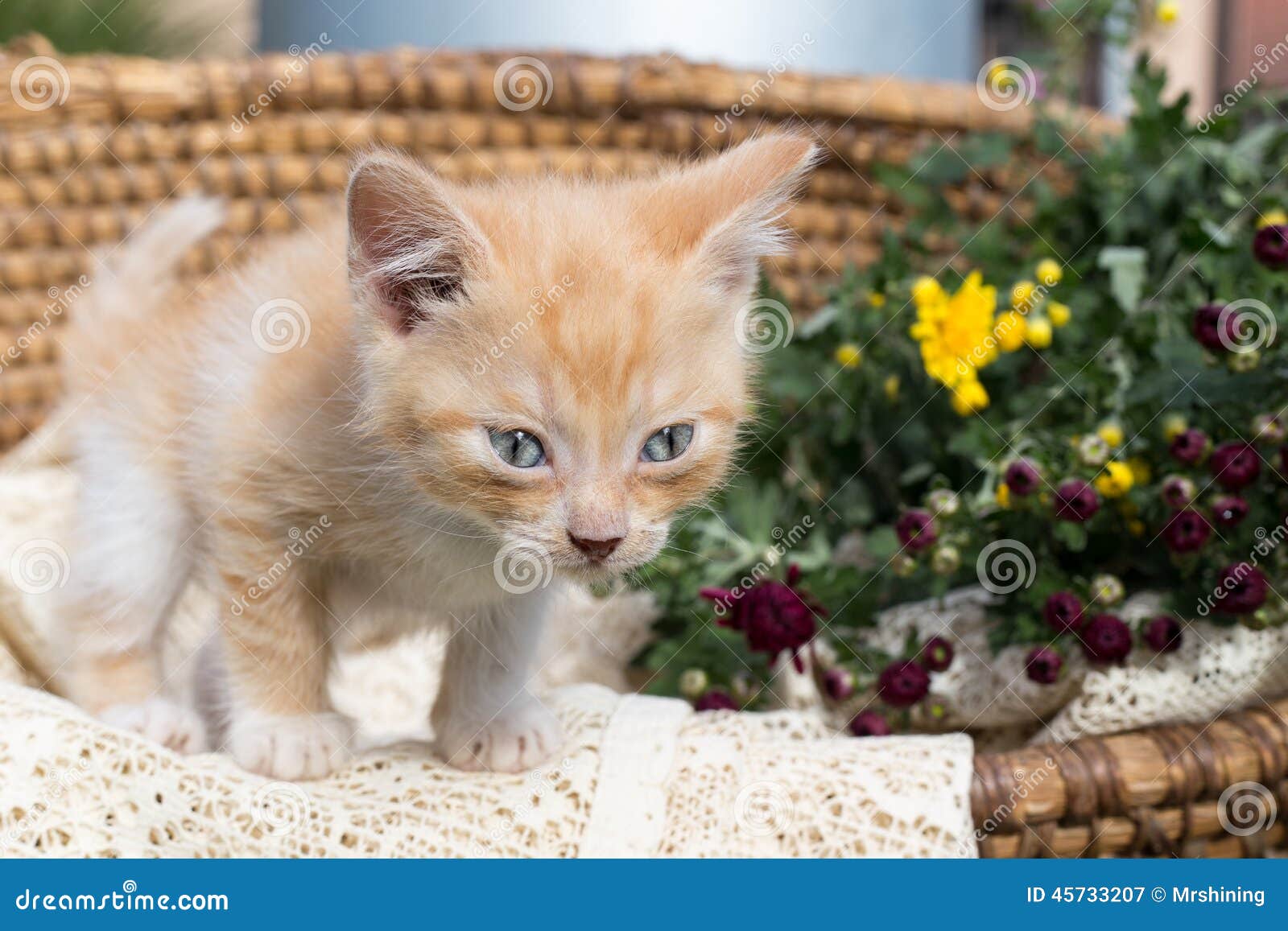Cat coming out of a basket stock image. Image of kitten - 45733207