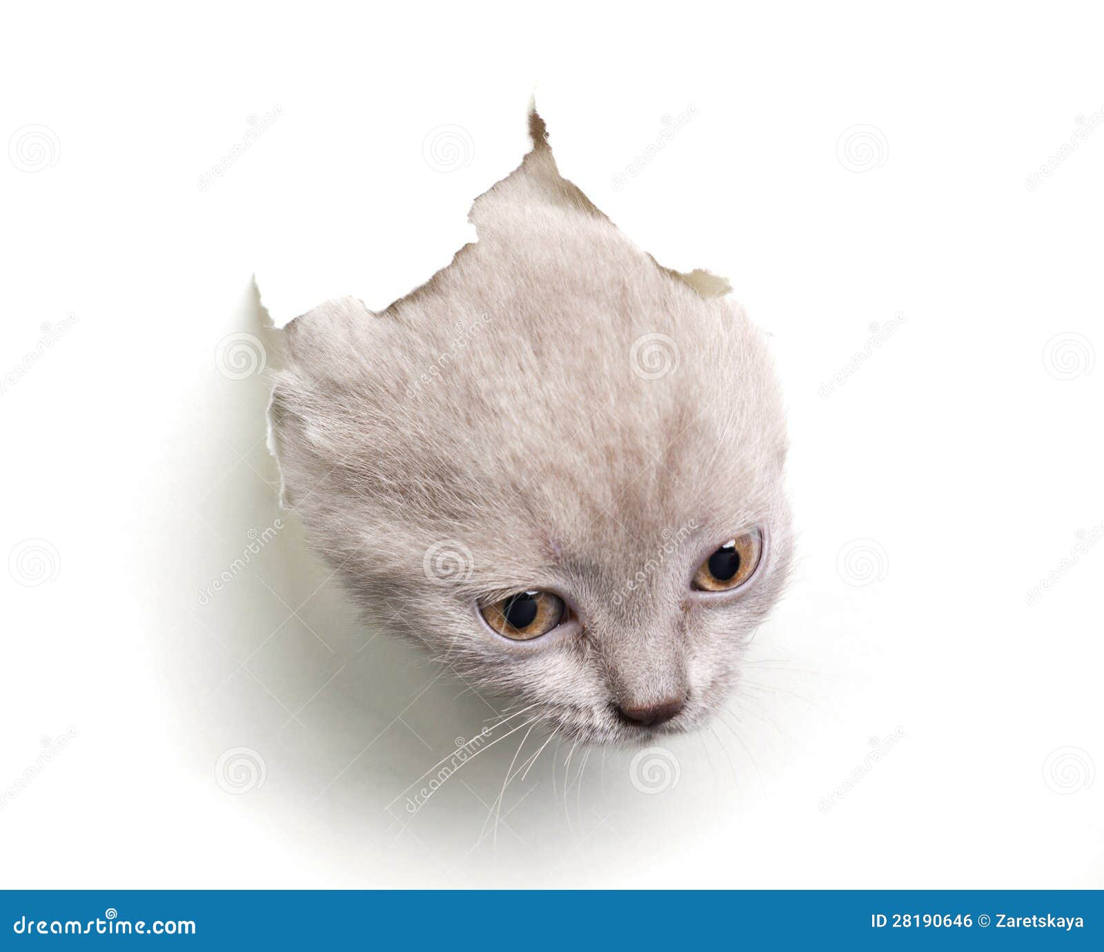 Cat Coming Out of the Hole in Paper Stock Photo - Image of play ...