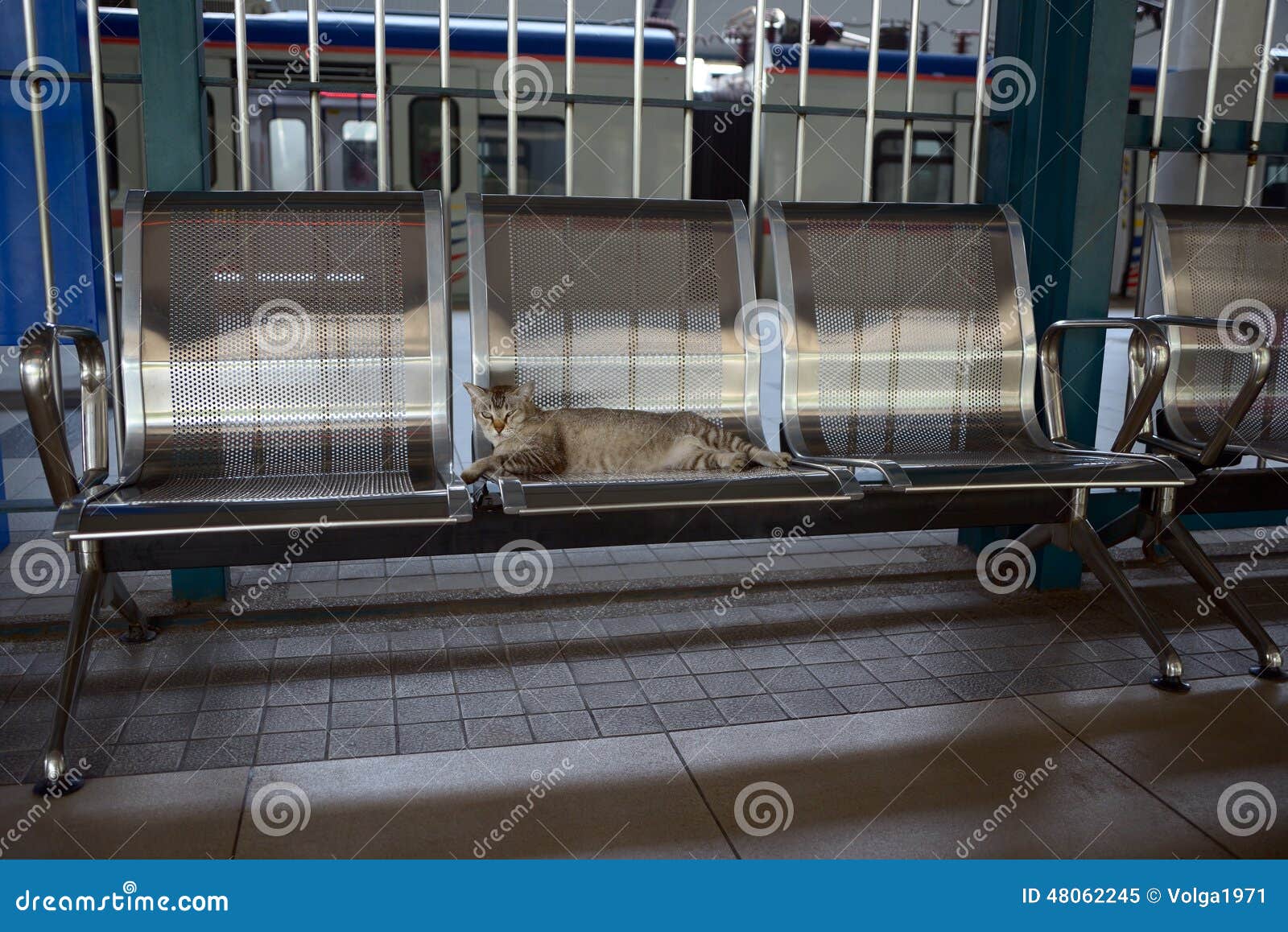 Cat on Commuter Train Station Stock Image - Image of animals, ecology ...