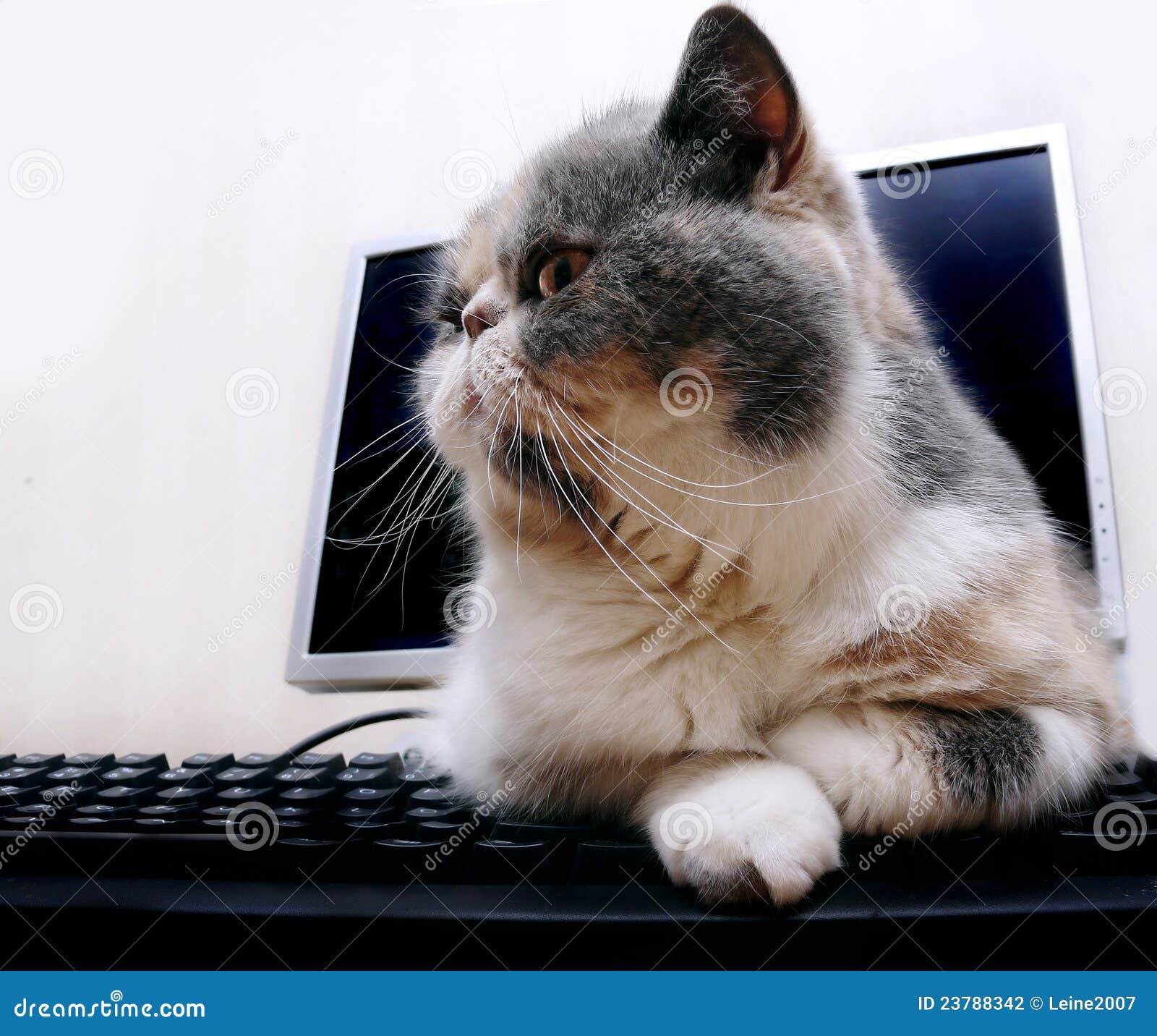 Cat on the computer stock photo. Image of kitten, keyboard - 23788342