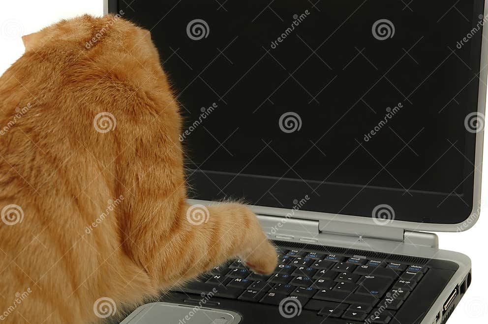 Cat and computer stock photo. Image of laptop, communication - 2482076