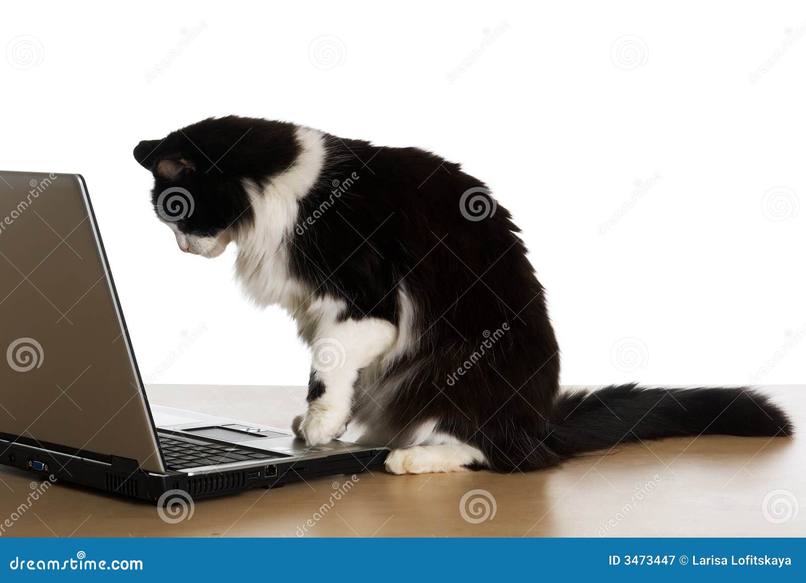 Cat and a computer stock image. Image of communication - 3473447
