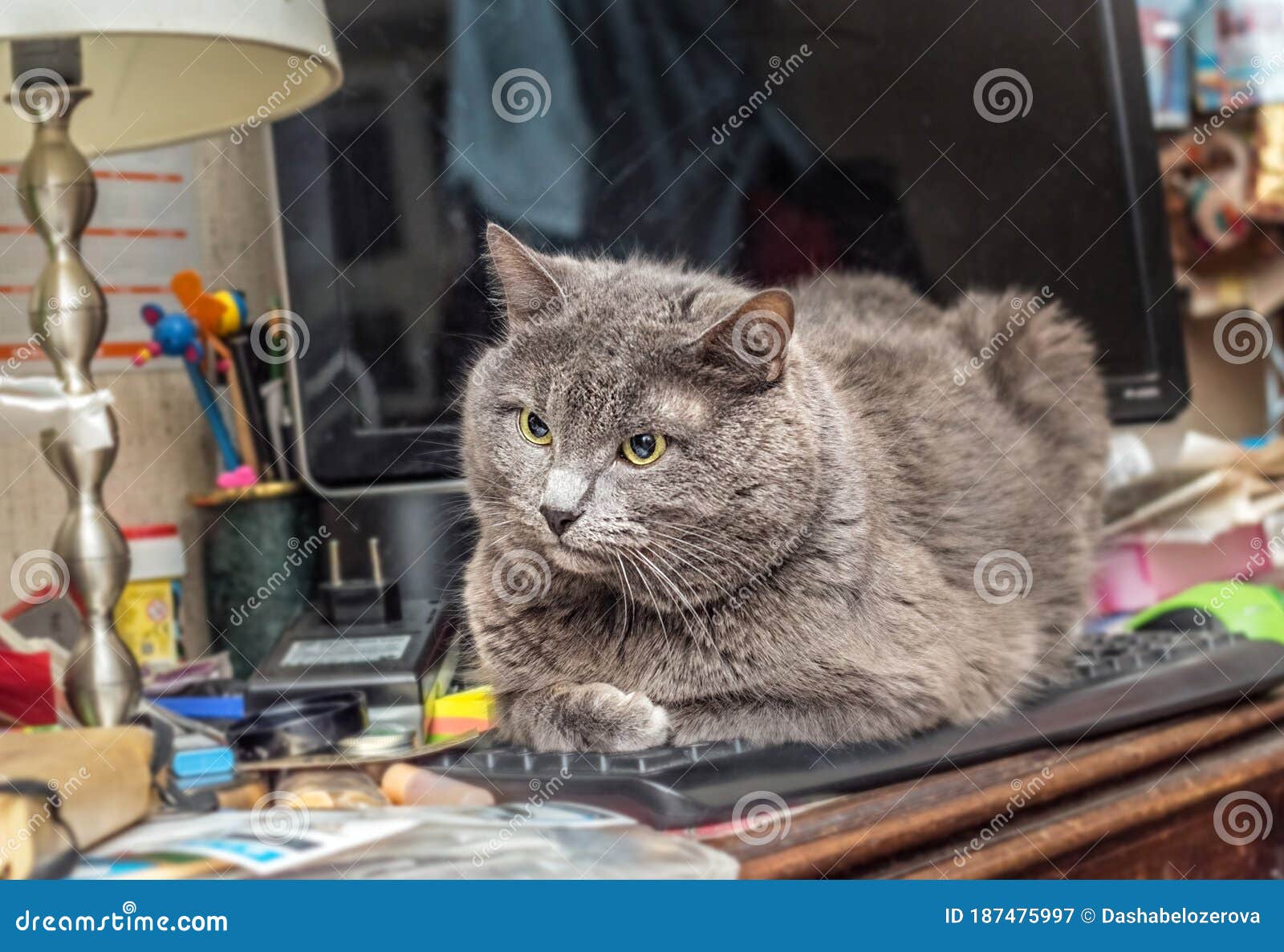Cat Grey on Computer Keyboard Stock Image - Image of domestic, distance ...
