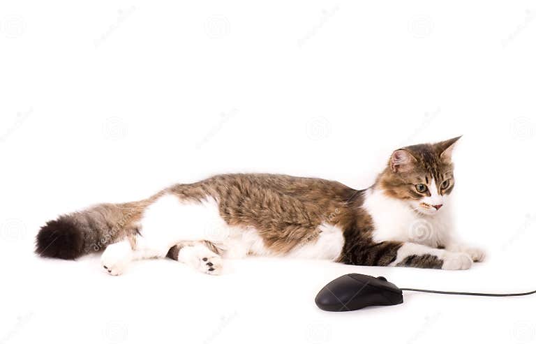 Cat with computer mouse stock photo. Image of connection - 23961240