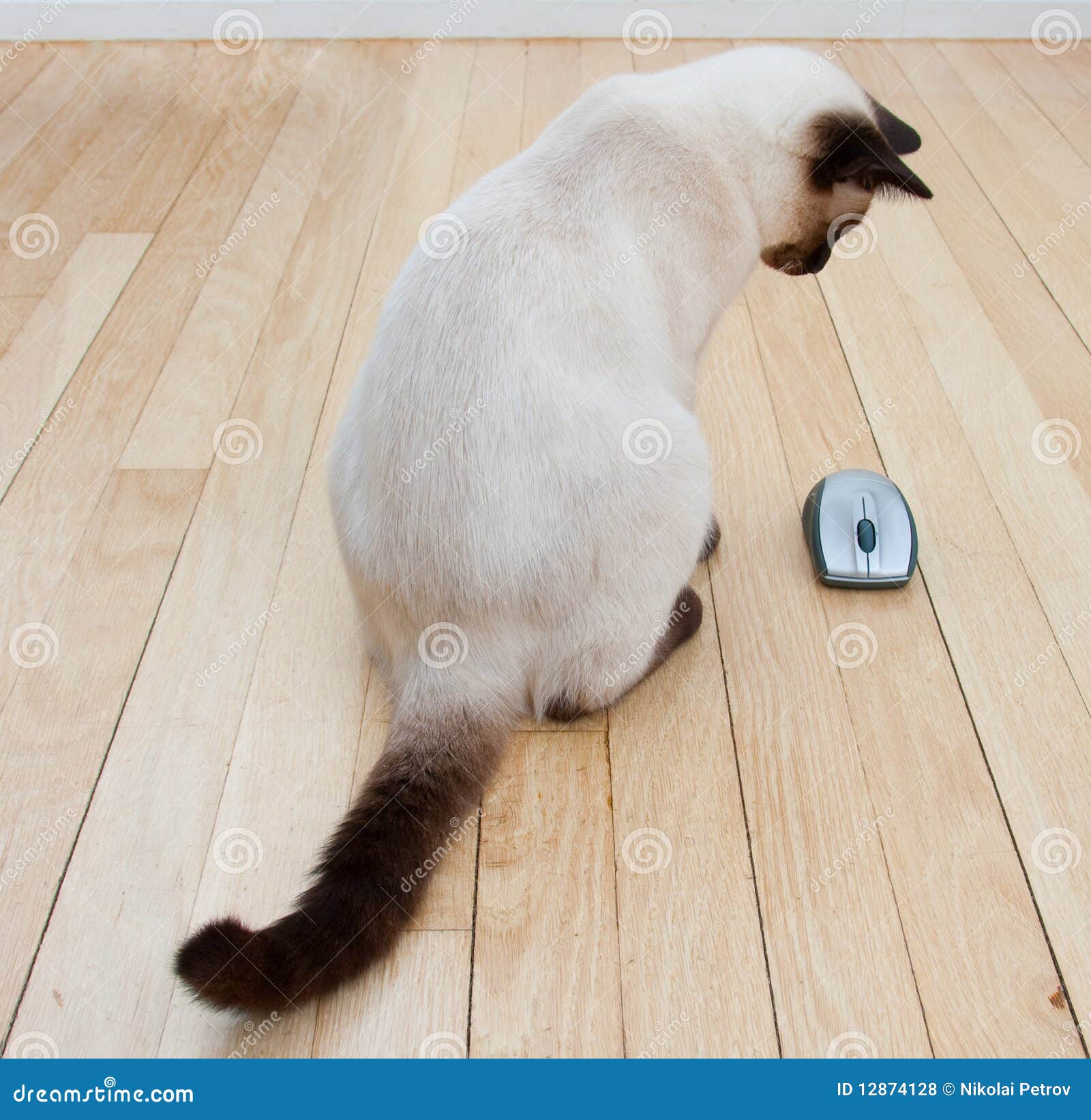 Cat and Computer Mouse on Hardwood Floor Stock Photo - Image of laptop ...