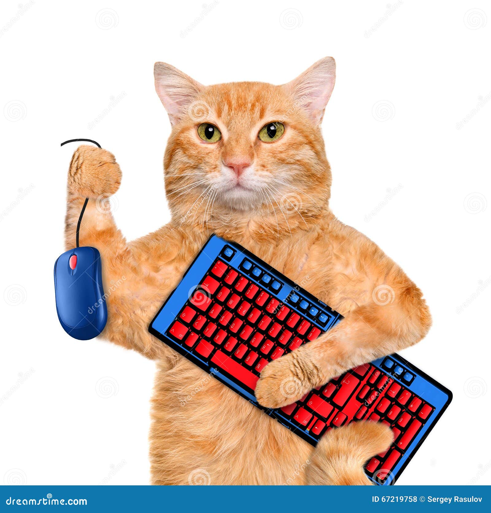 Cat Funny Computer