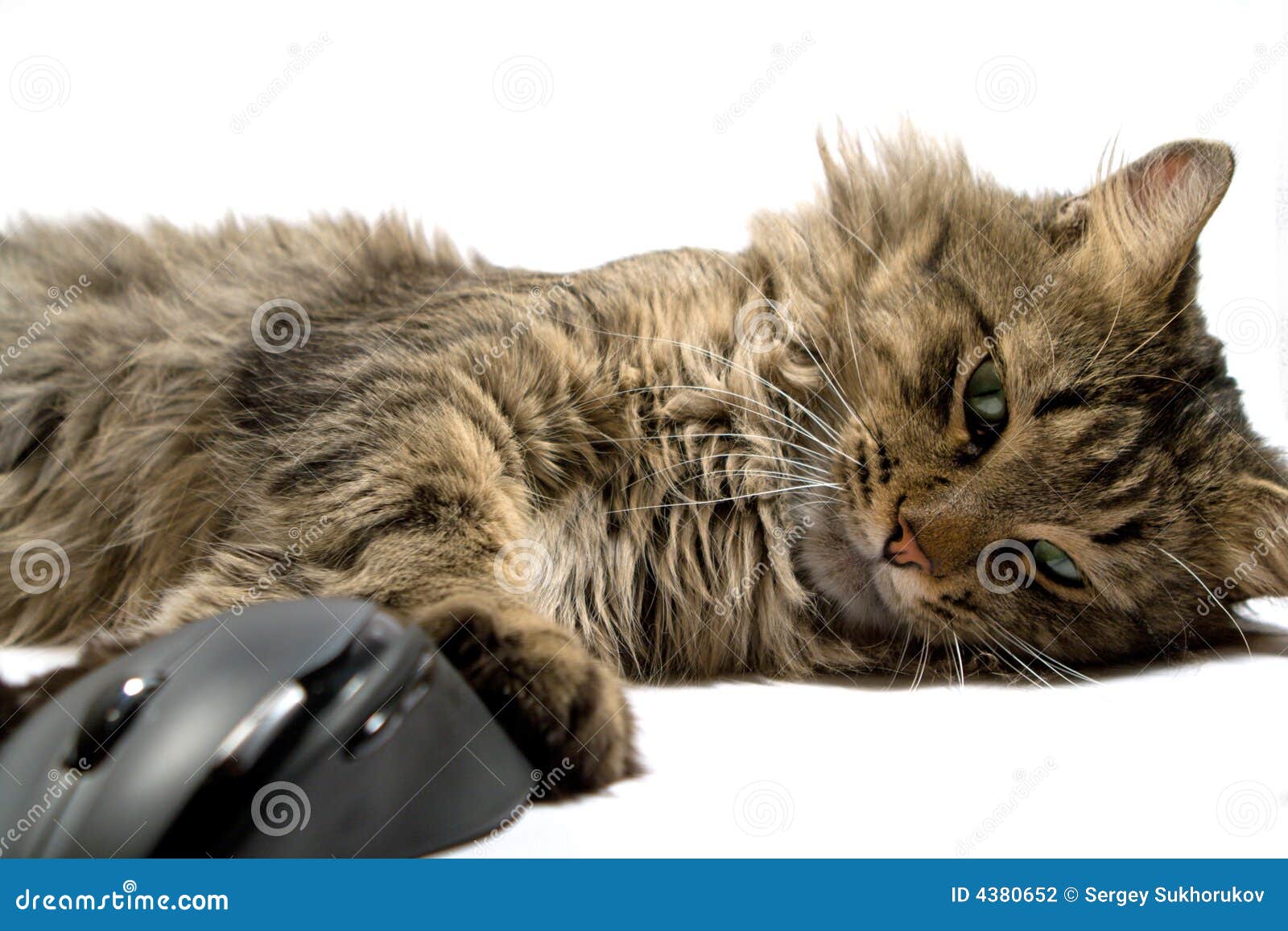 A Cat and the Computer Mouse on a White Background Stock Photo - Image ...