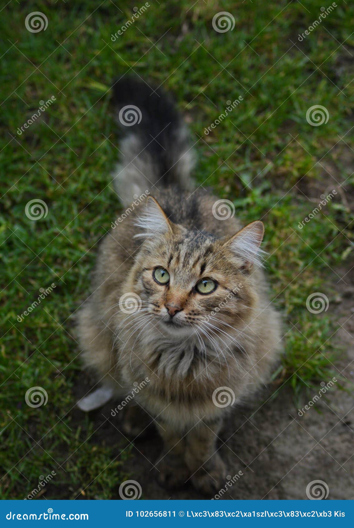 Cat concentrating stock image. Image of eyes, naturephotography - 102656811