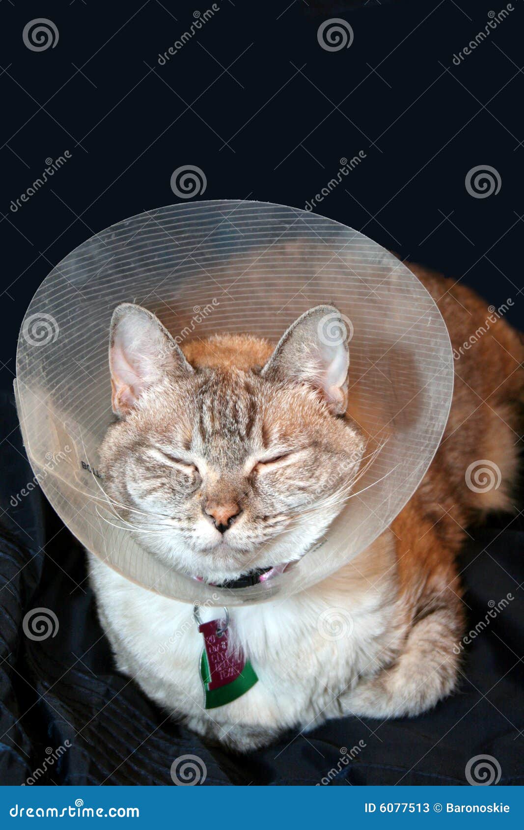 Cat with Cone Collar stock image. Image of cone, animal - 6077513