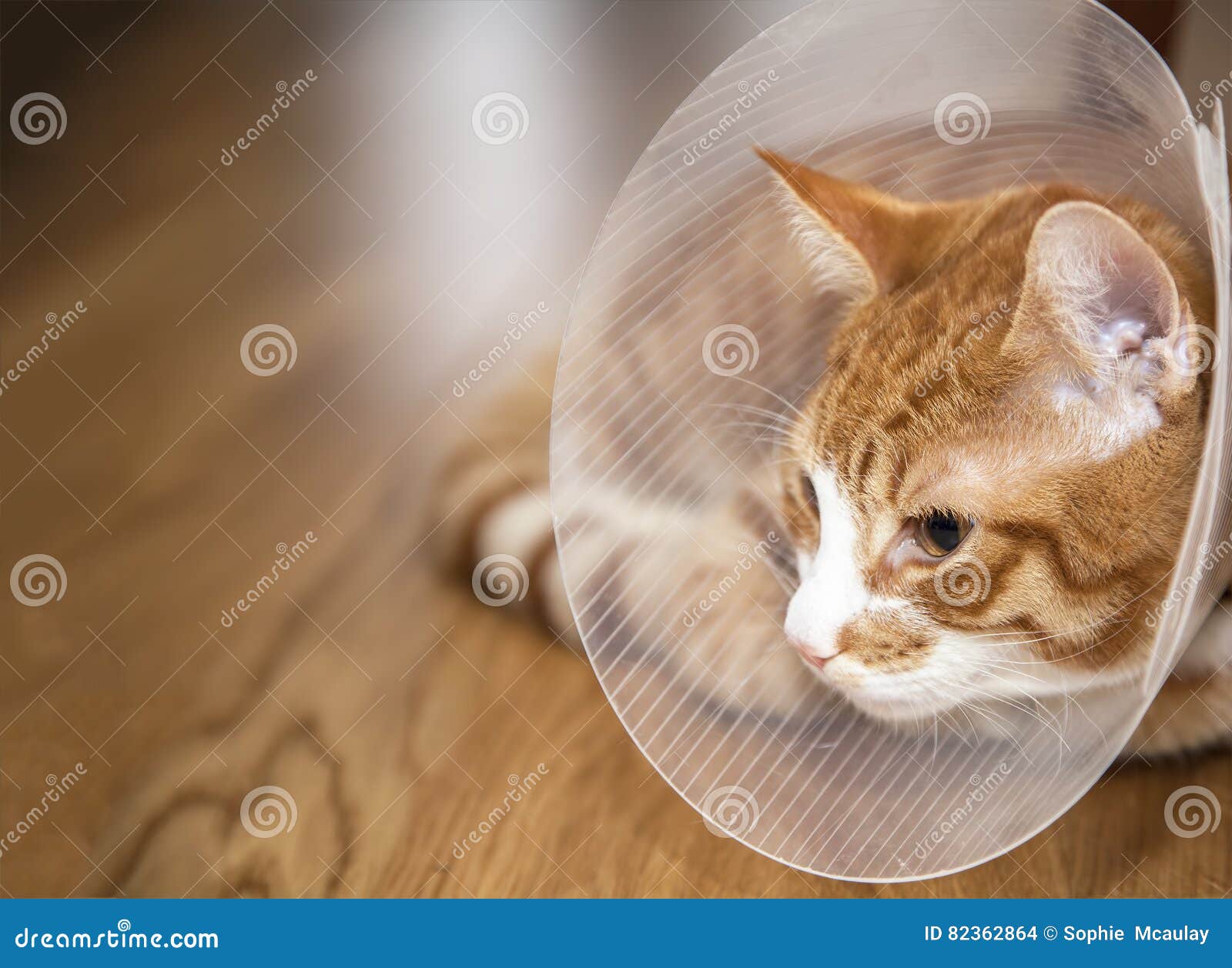 Cat with cone on a floor stock photo. Image of face, depressed - 82362864