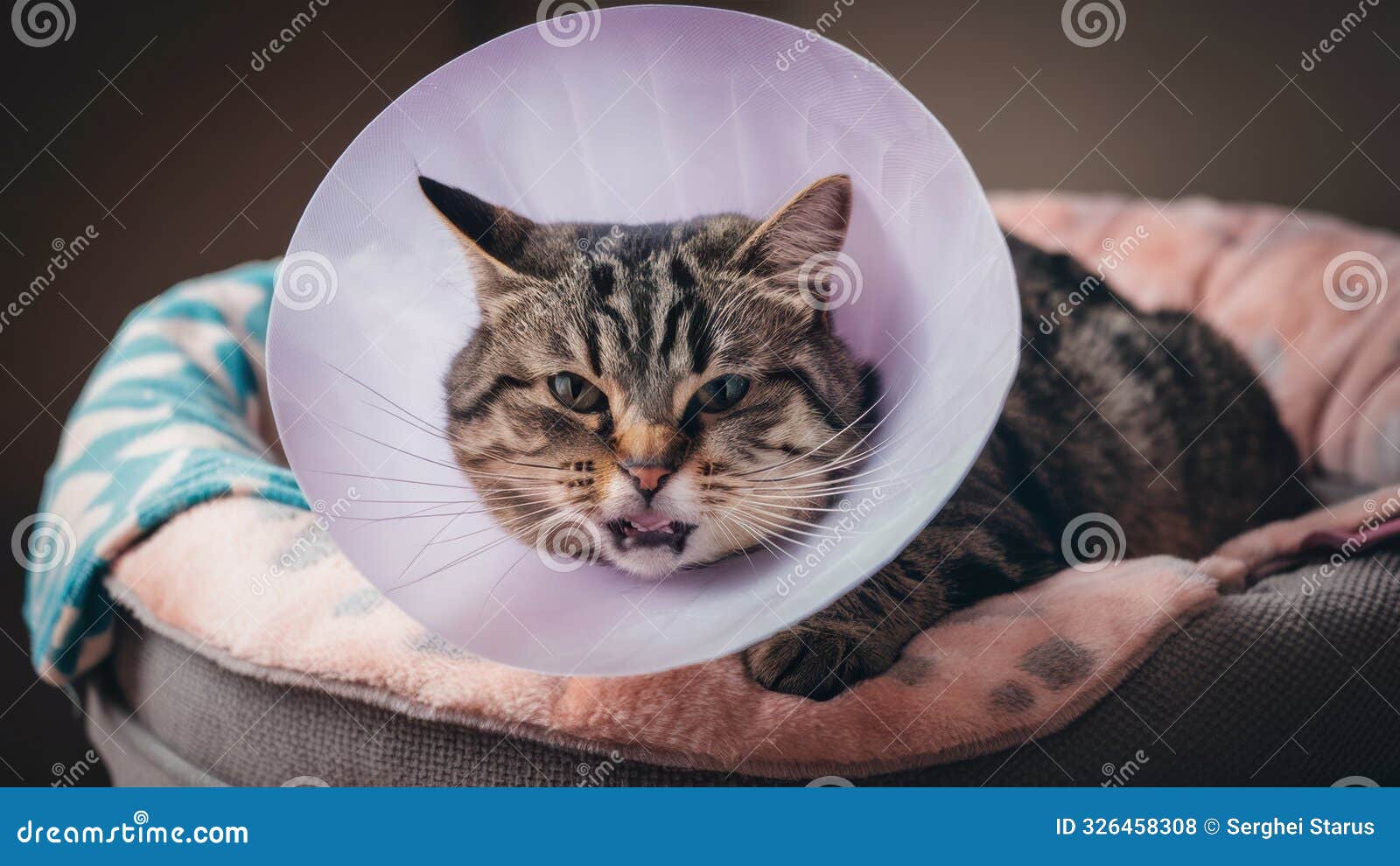 A Cat with a Cone on Its Head Laying in Bed, AI Stock Photo - Image of ...