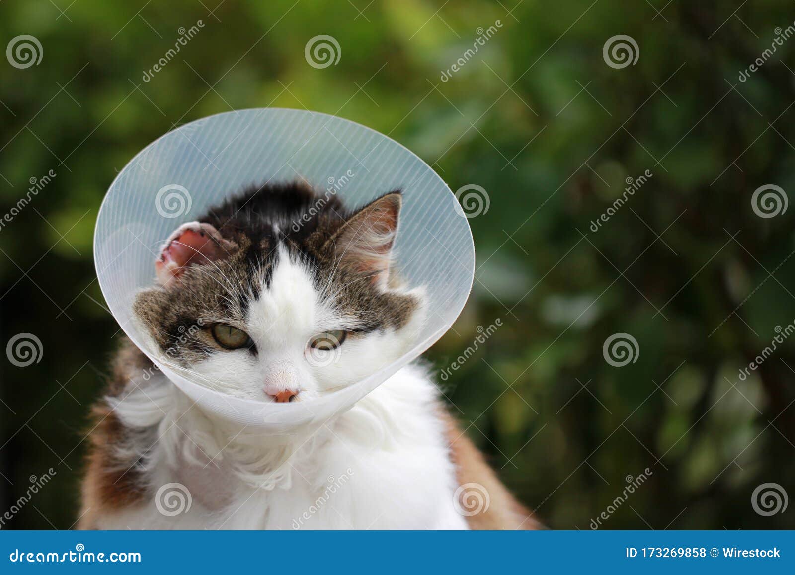 Cat with Cone stock photo. Image of illness, surgery - 173269858