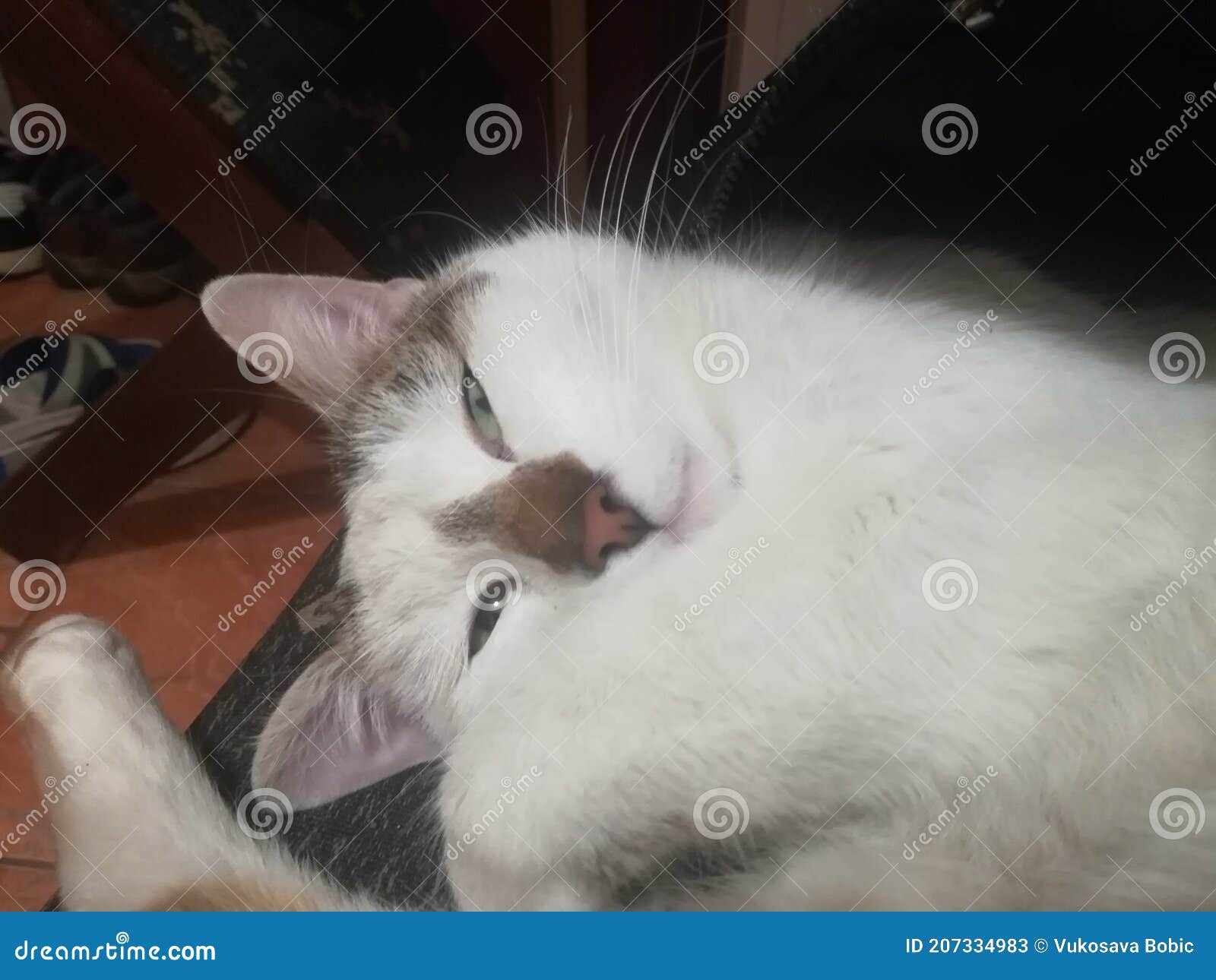 Cat contemplate stock image. Image of kitty, contemplate - 207334983