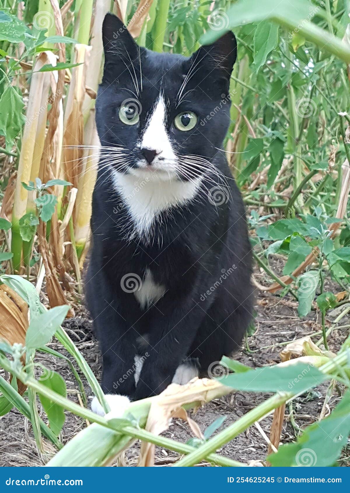 Cat in corn field stock image. Image of wildcat, whiskers - 254625245
