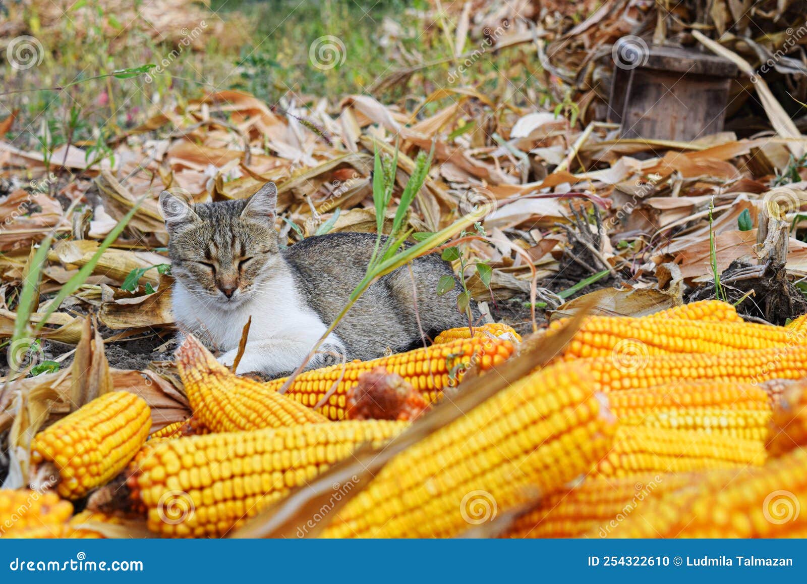 Cat Rests in the Garden with Dry Corn in Autumn Stock Photo - Image of ...