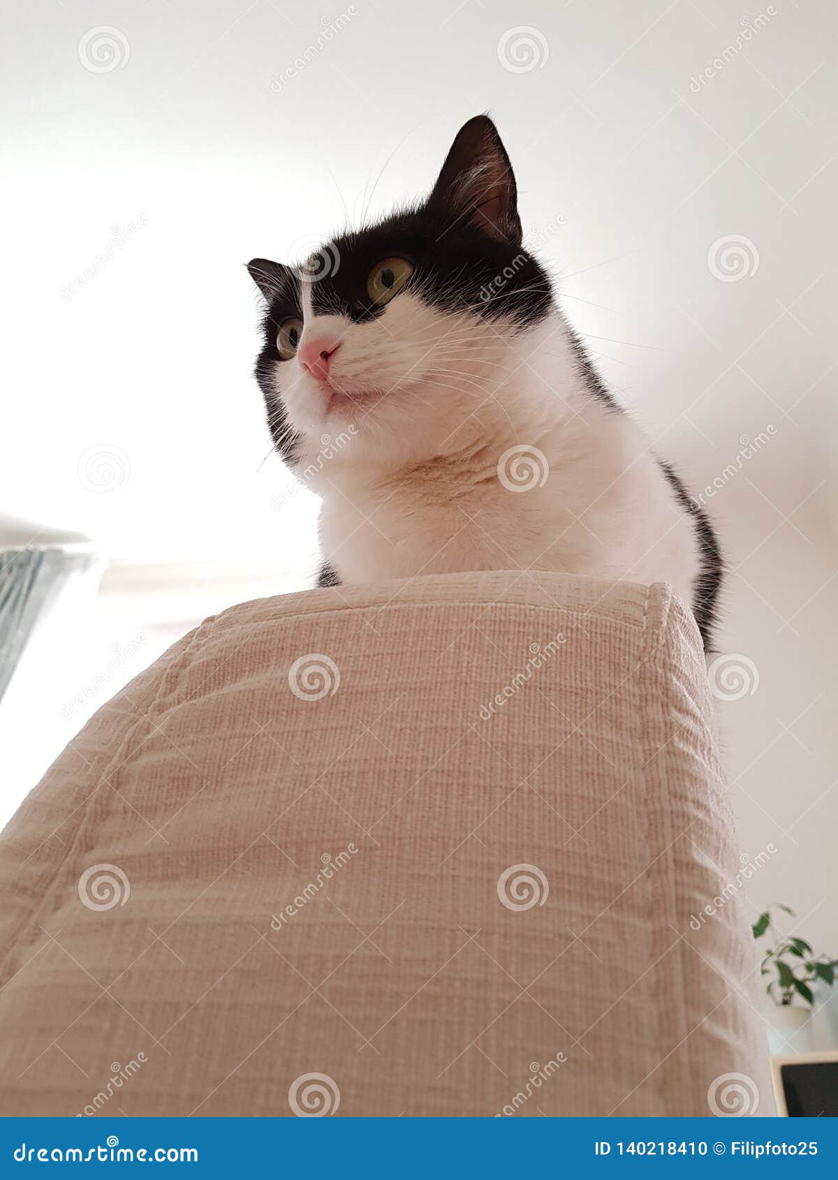 Cat on the couch stock photo. Image of cats, fluffy - 140218410