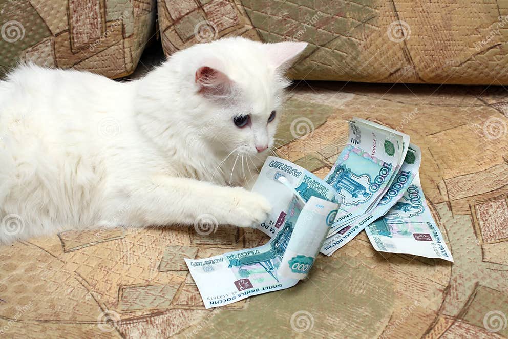Cat count money stock image. Image of moneys, joke, joking - 7233709