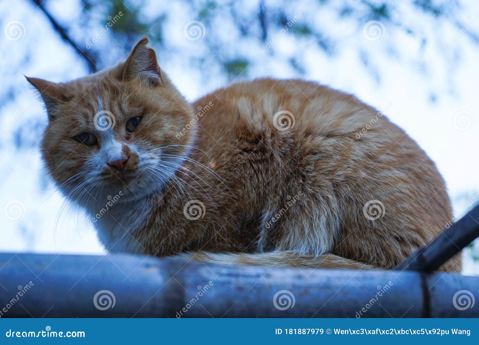 Cat on the Eaves of the Country Stock Image - Image of domestic, gray ...