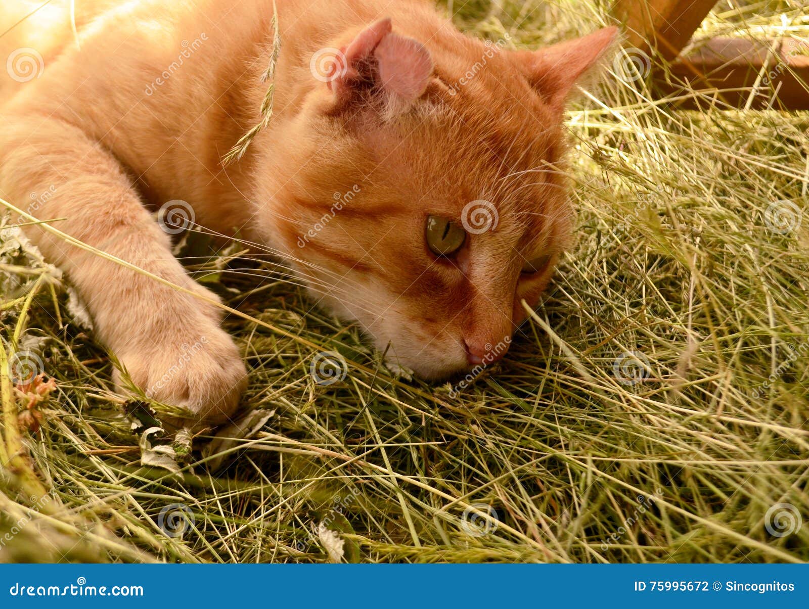 Cat in the countryside stock photo. Image of strong, heaven - 75995672