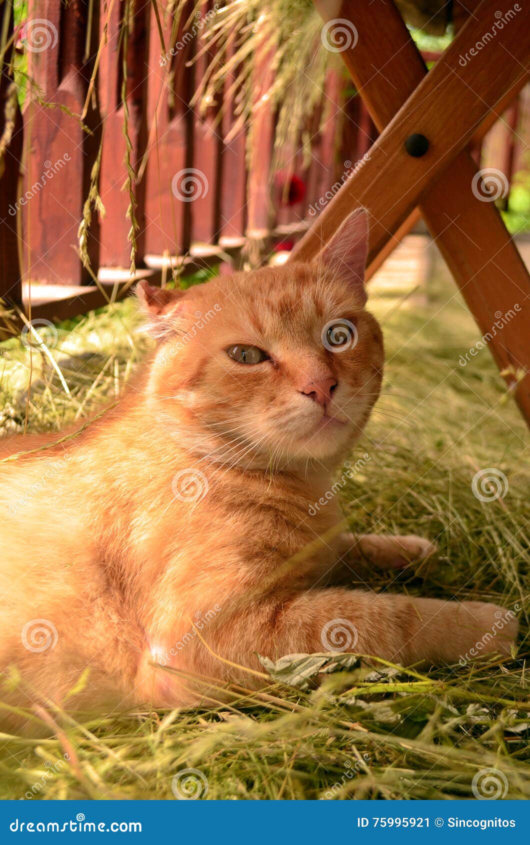 Cat in the countryside stock image. Image of outdoor - 75995921