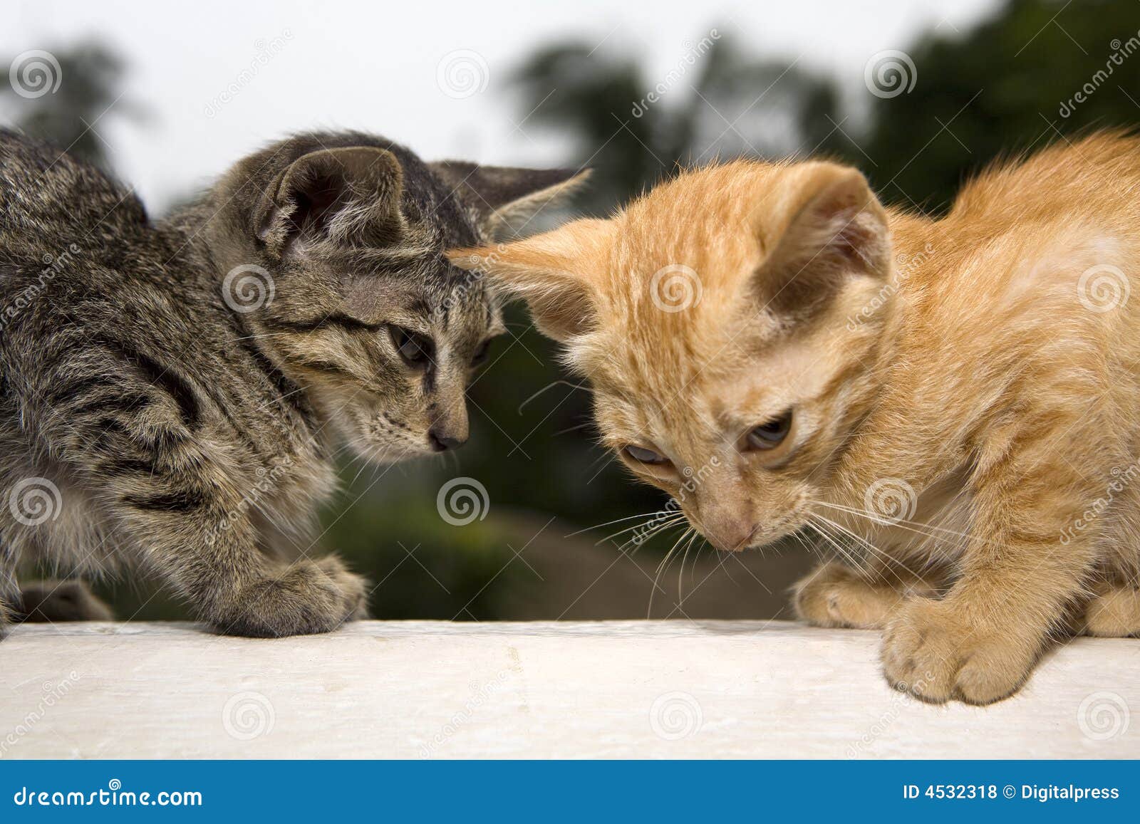Cat Couple stock photo. Image of playful, pair, kittens - 4532318