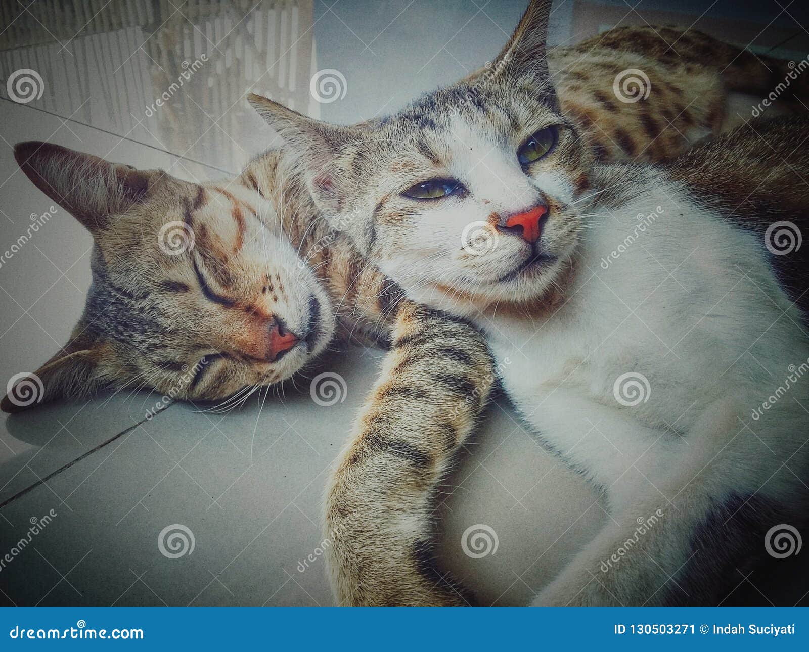 Cat couple stock image. Image of romantic, cats, couple - 130503271