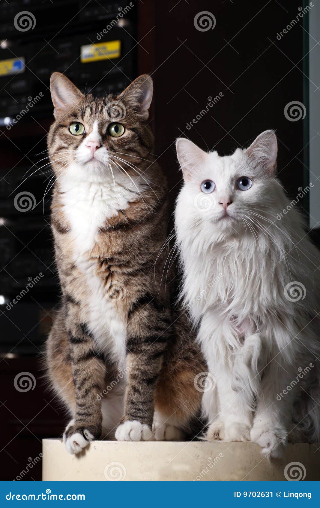 Cat couples stock image. Image of discovery, kitten, kitty - 9702631