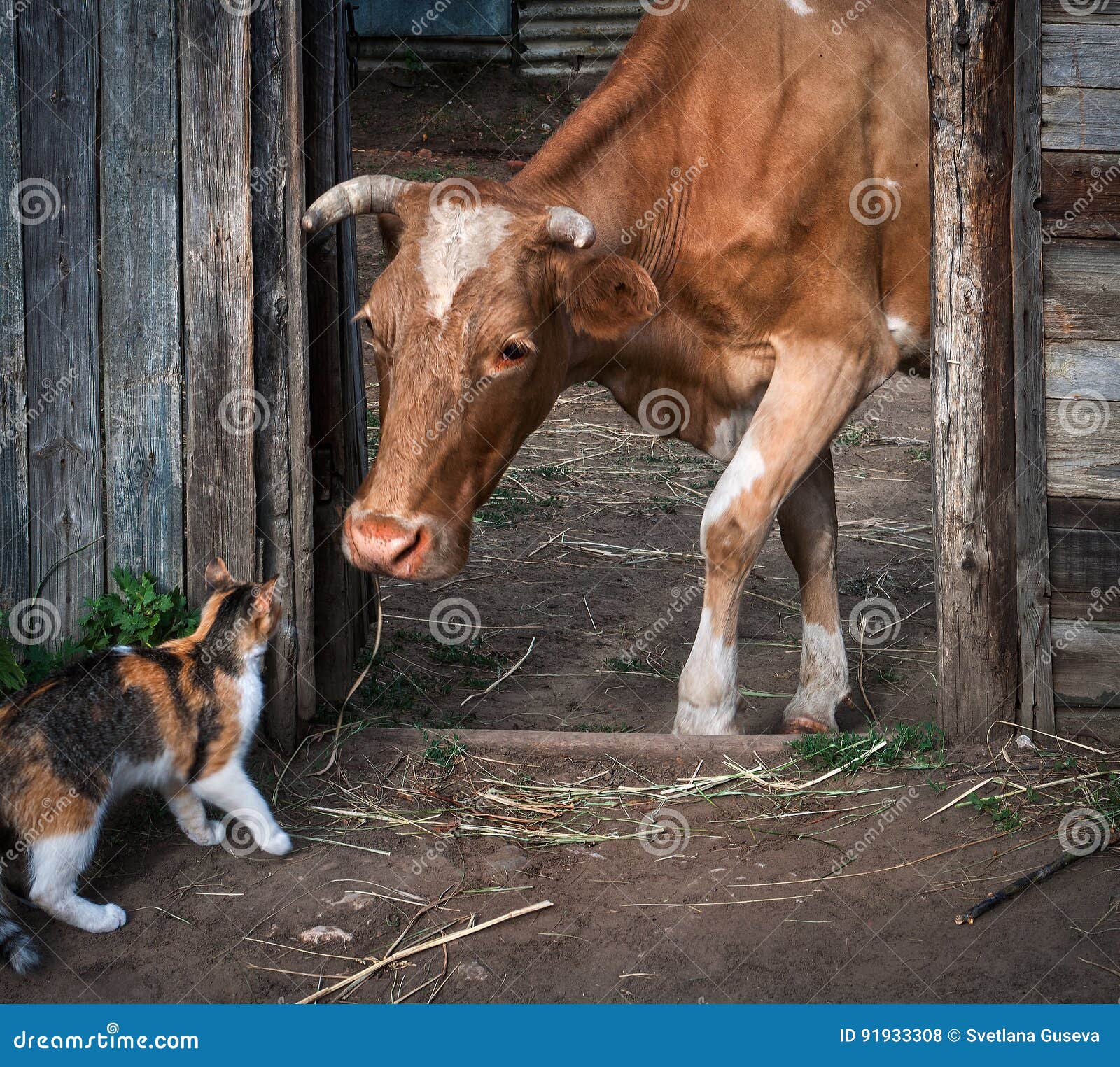 A cat and a cow. a meeting stock photo. Image of fence - 91933308