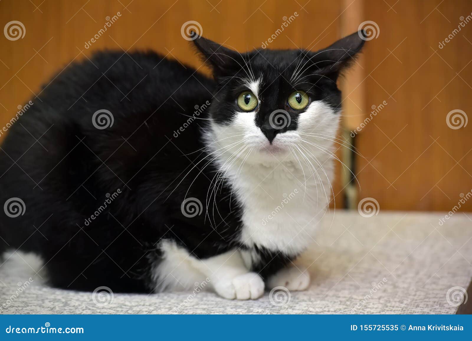 Cat with a crazy look stock image. Image of domestic - 155725535