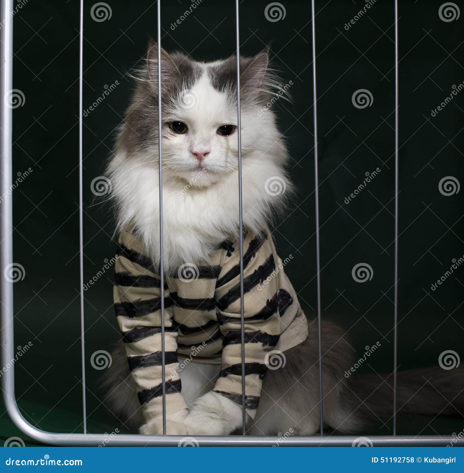 Cat criminal behind bars stock photo. Image of animal - 51192758