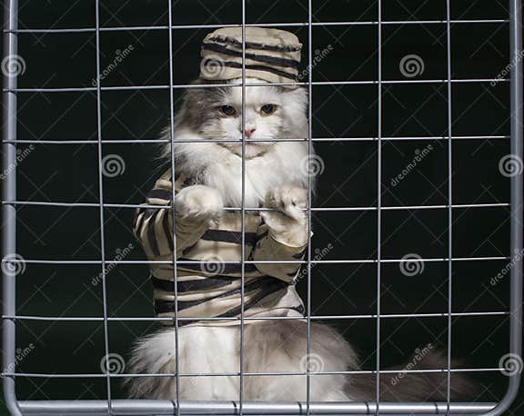 Cat criminal behind bars stock photo. Image of coat, defendant - 51193236