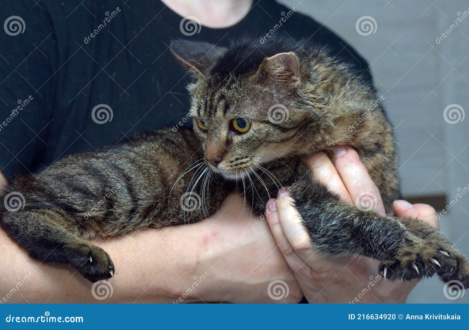 A Cat with a Cropped Ear after Sterilization Stock Photo - Image of ...