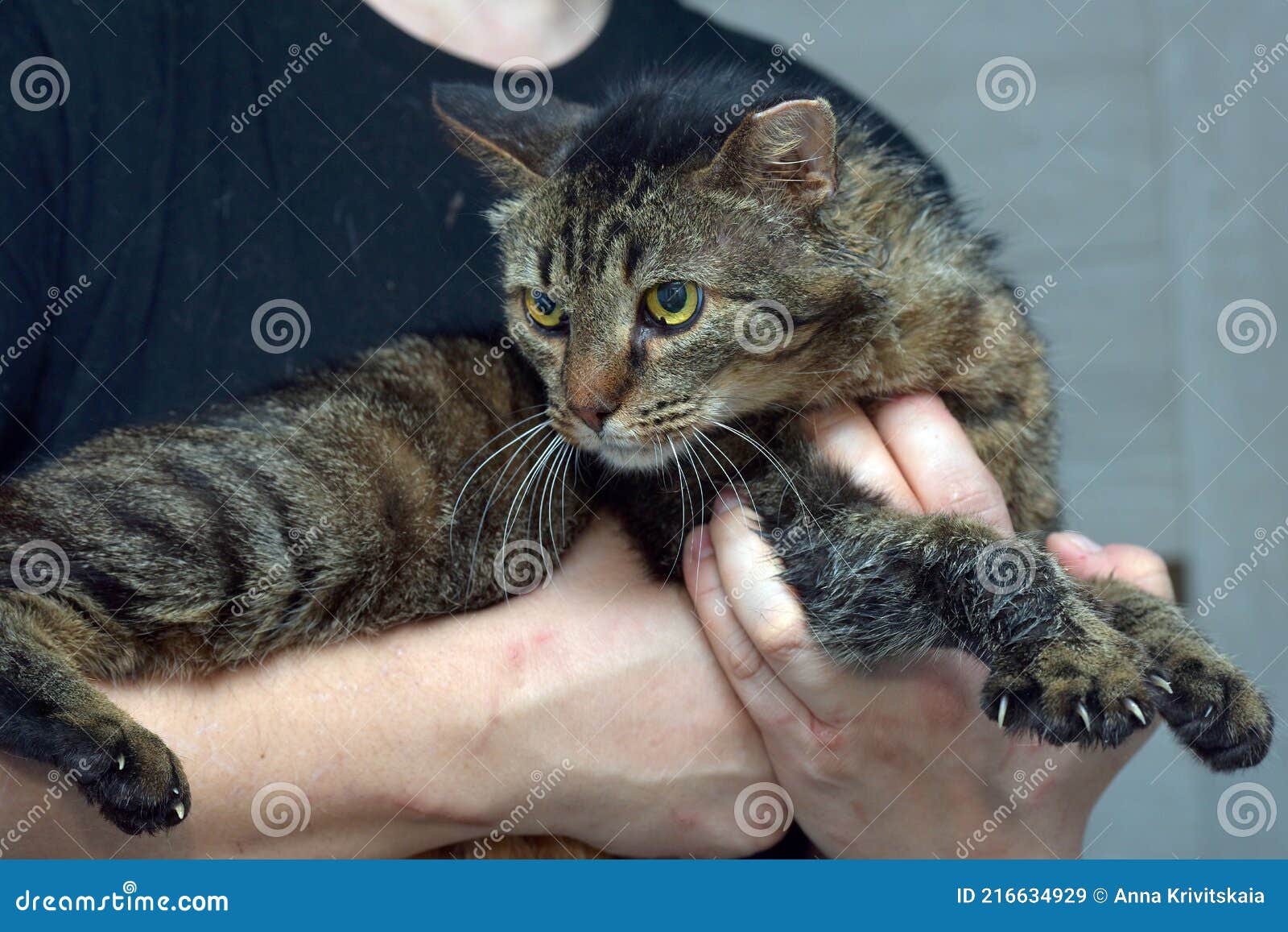 A Cat with a Cropped Ear after Sterilization Stock Image - Image of ...